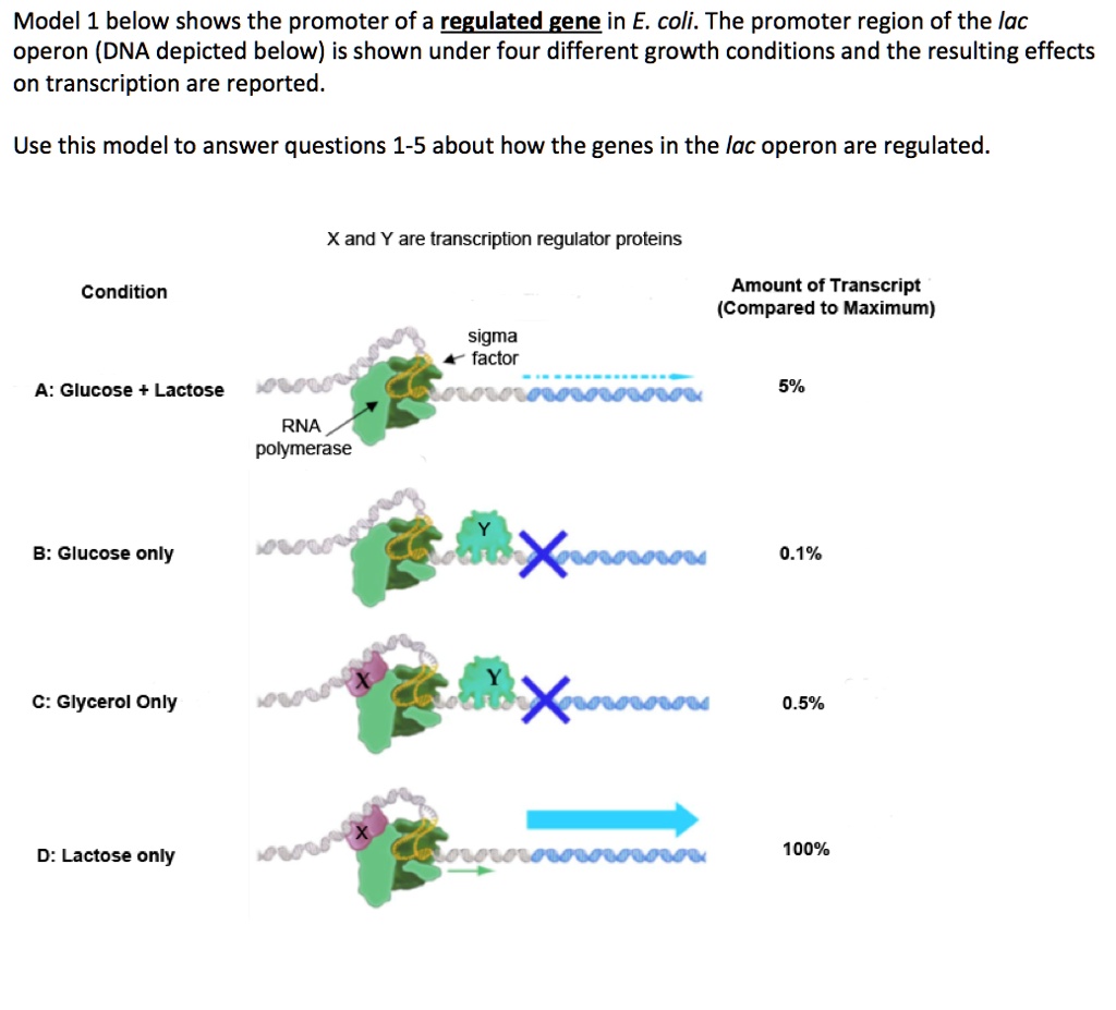 SOLVED: Model 1 below shows the promoter of a regulated gene in E. coli ...