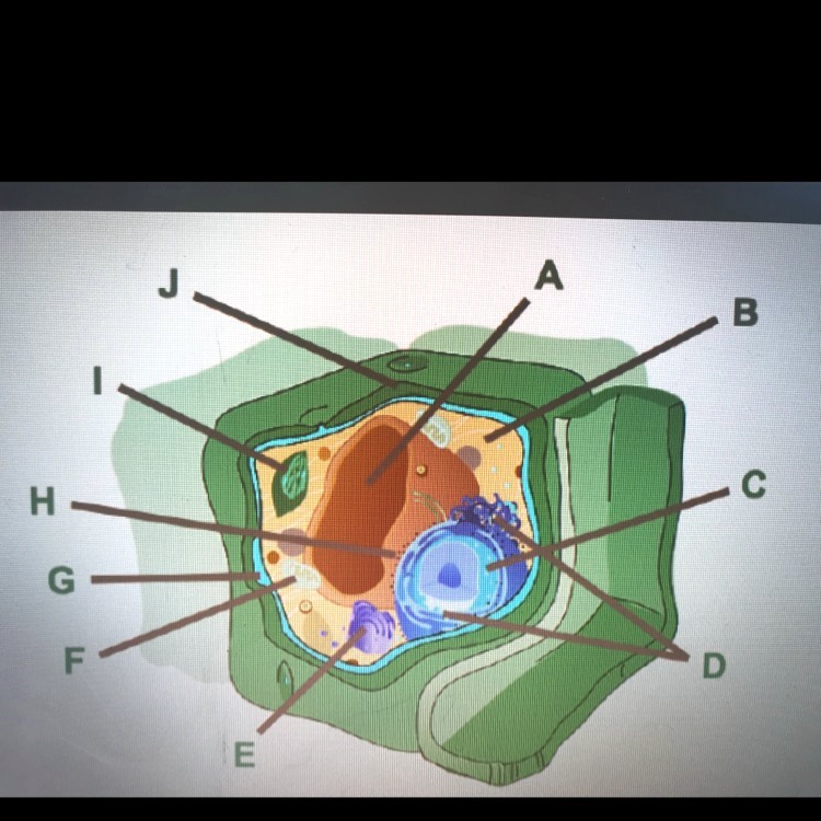 SOLVED: '!!!!POINTS!!!! Consider this plant cell. Which organelle is ...