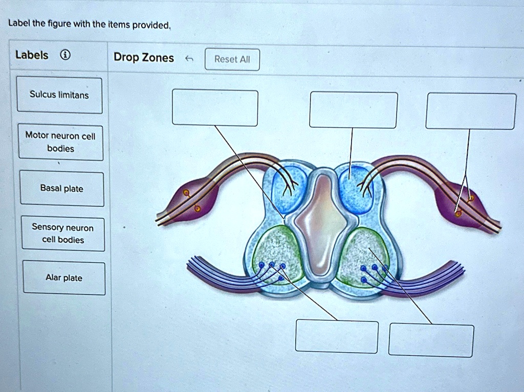 Label the figure with the items provided: Labels: (i) Drop Zones Sulcus limitans Motor neuron ...