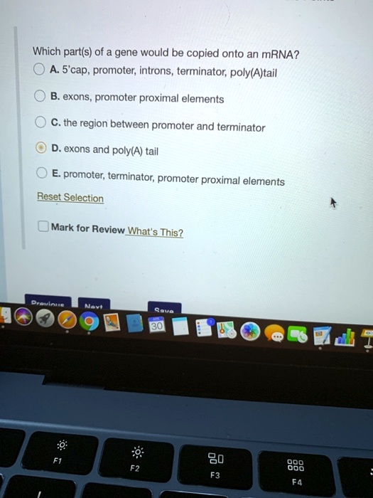 SOLVED: Which part(s) of a gene would be copied onto an mRNA? A. 5'cap ...
