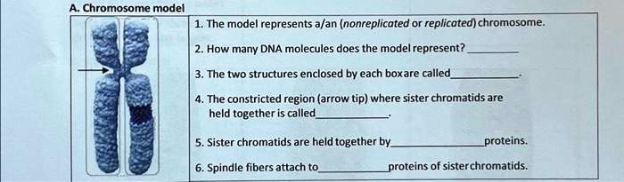 SOLVED: A. Chromosome model 1. The model represents a/an (non-replicated or replicated ...