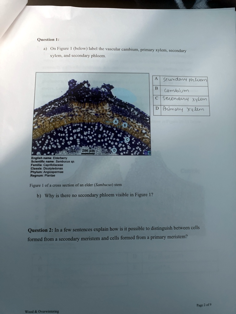 Question 1: a) On Figure 1 (below) label the vascular cambium, primary ...
