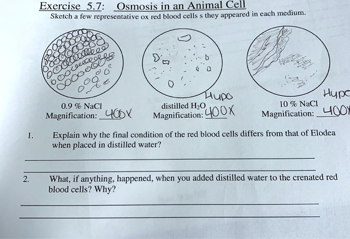 SOLVED: Exercise5Z: Osmosis in an Animal Cell Sketch few representative ...
