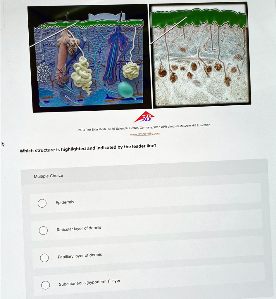 J16 3 Part Skin Model © 3B Scientific GmbH, Germany, 2017, APR photo ...