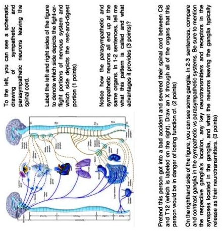 To the left, you can see a schematic drawing of sympathetic and ...