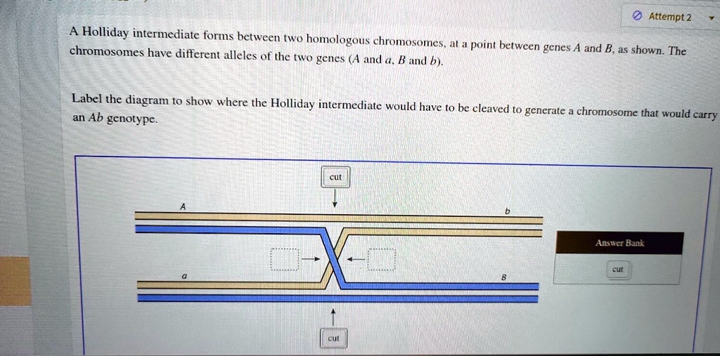 Attempt 2: A Holliday intermediate forms between two homologous ...