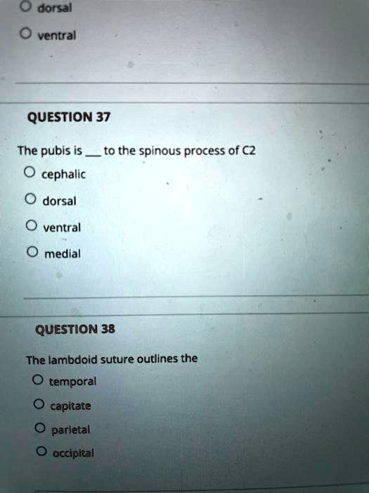 odorsal oventral question 37 the pubis isto the spinous process of c2 o ...