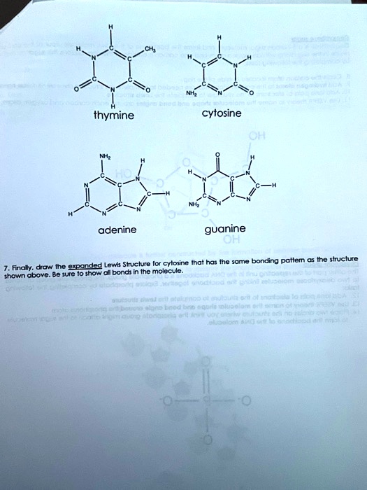 SOLVED: Thymine Cytosine Adenine Guanine UO Lewis Structure for ...