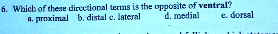 6. Which of these directional terms is the opposite of ventral? a ...