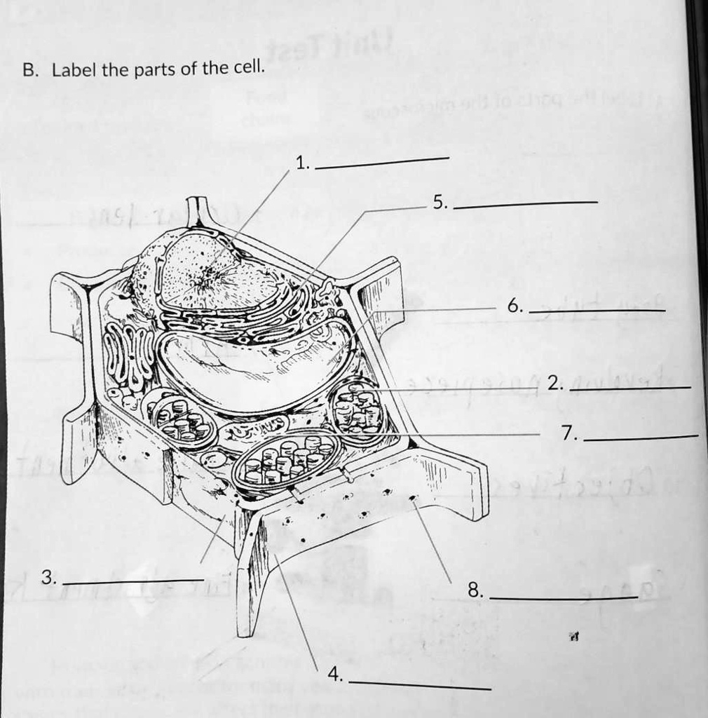 B. Label the parts of the cell. 1. 4. 5. 8. 6. 2. 7. 3.