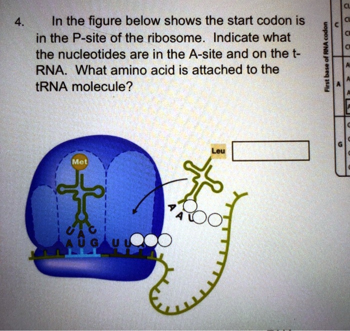 SOLVED: In the figure below shows the start codon is in the P-site of ...