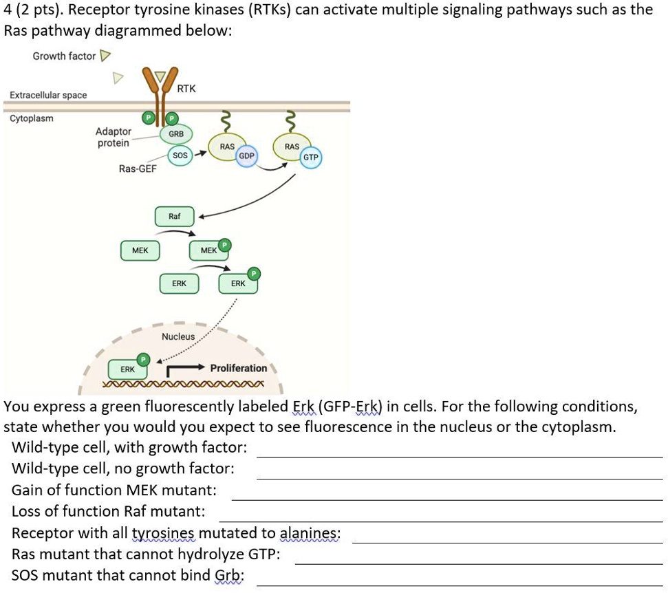 SOLVED: (2 pts): Receptor tyrosine kinases (RTKs) can activate multiple signaling pathways such ...