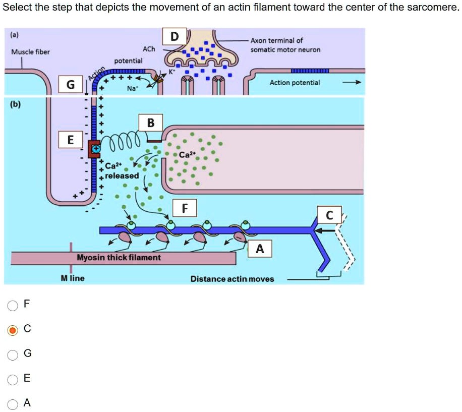 SOLVED:Select the step that depicts the movement of an actin filament ...