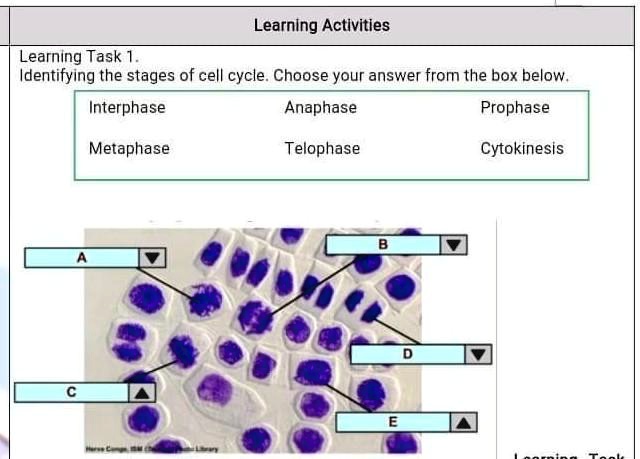 Identifying the stages of the cell cycle. Choose your answer from the ...