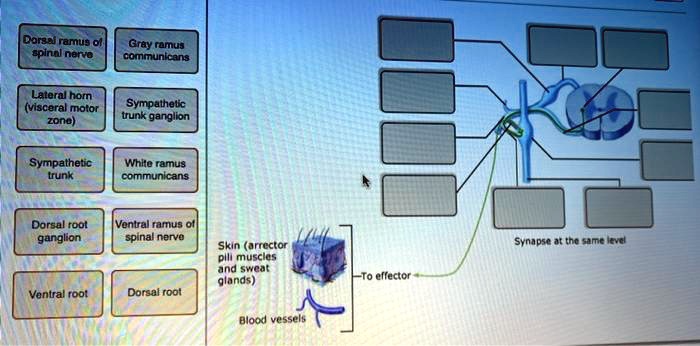 SOLVED: Dorsal ramus of spinal nerve Gray ramus communicans Lateral ...