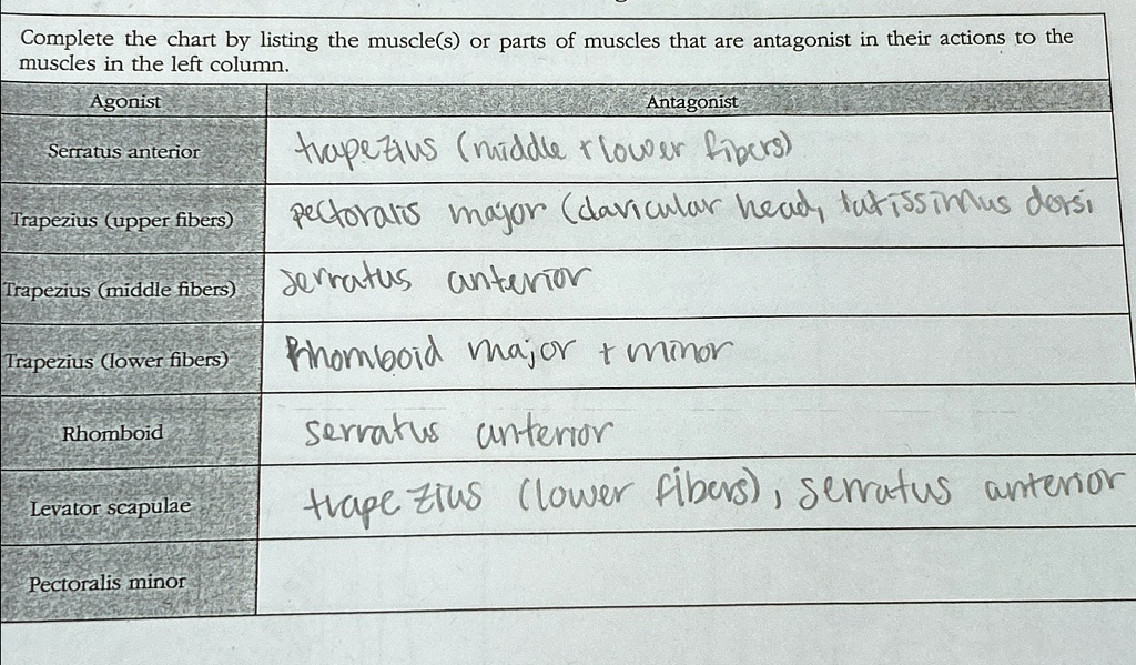 Complete the chart by listing the muscle(s) or parts of muscles that ...
