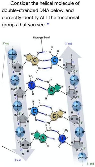 Consider the helical molecule of double-stranded DNA below and ...