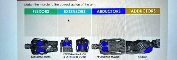 Match the muscle to the correct action of the...