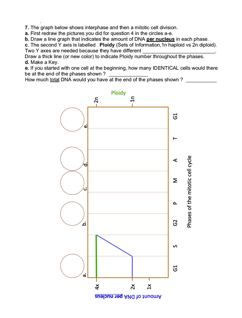 the graph below shows interphase and then a mitotic cell division a ...