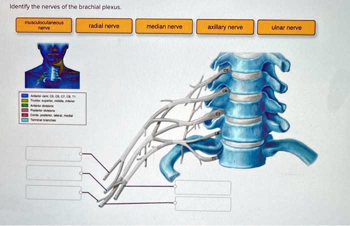 SOLVED: Identify the nerves of the brachial plexus. - Musculocutaneous ...