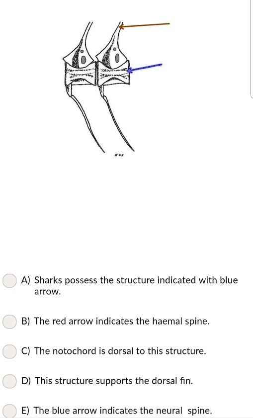 SOLVED: A) Sharks possess the structure indicated with blue arrow: B ...