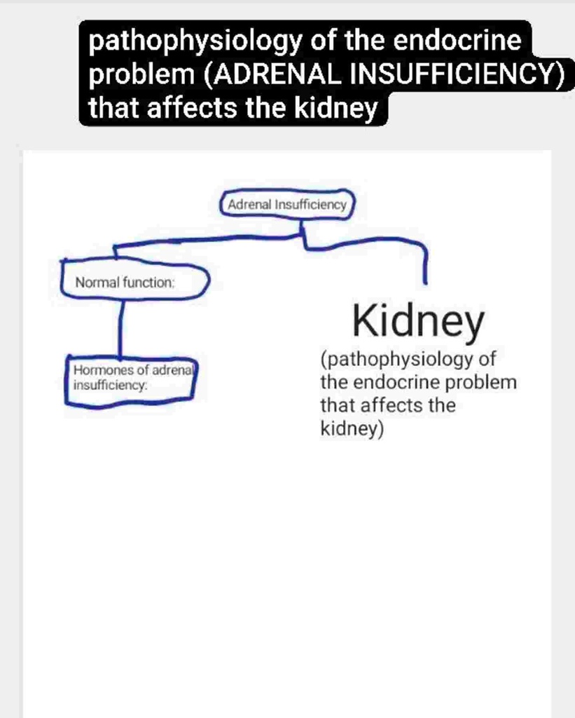 pathophysiology of the endocrine problem adrenal insufficiency that affects the kidney adrenal ...