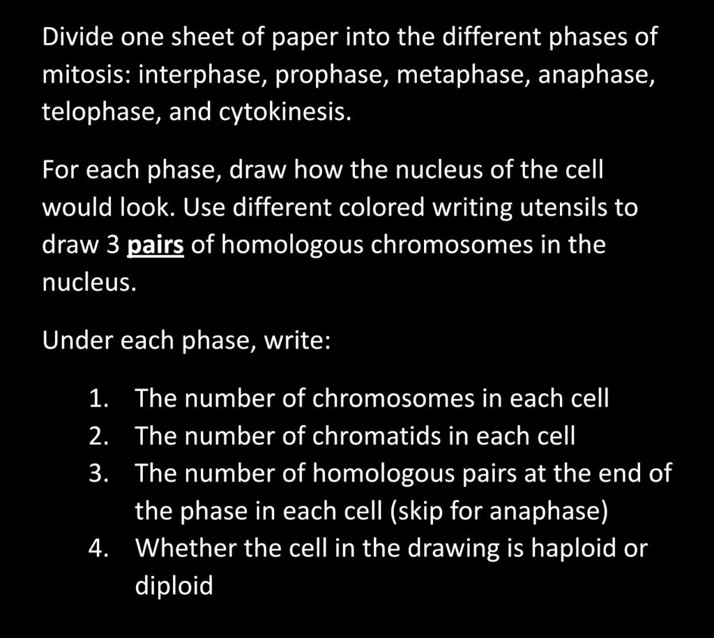 Divide one sheet of paper into the different phases of mitosis ...