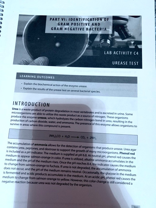 SOLVED: PART VI: IDENTIFICATION OF GRAM-POSITIVE AND GRAM-NEGATIVE ...