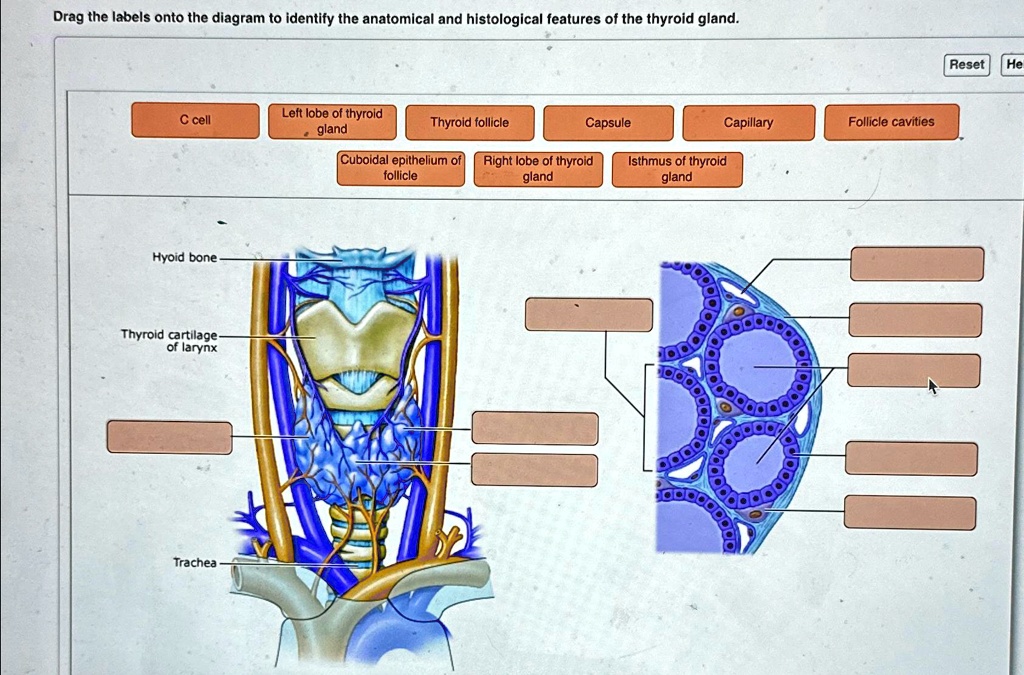 Drag the labels onto the diagram to identify the anatomical and ...