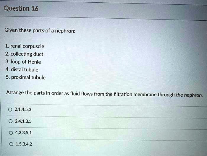 Question 16 Given these parts of a nephron: 1. renal corpuscle 2 ...