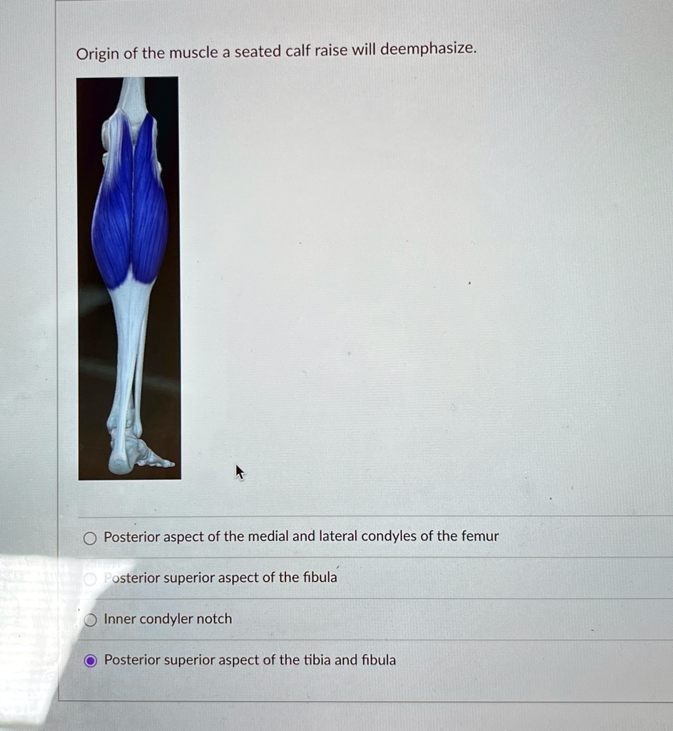 origin of the muscle a seated calf raise will deemphasize posterior ...
