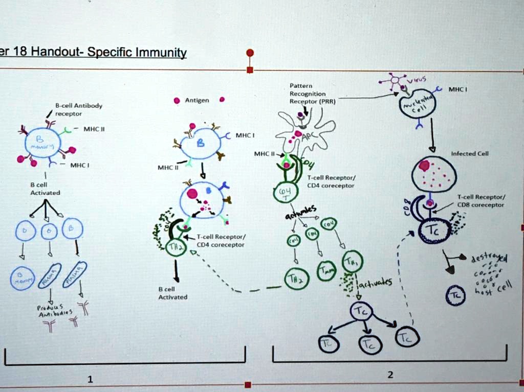 er 18 handoutspecific immunity pattern recognition receptor prri mhc ...