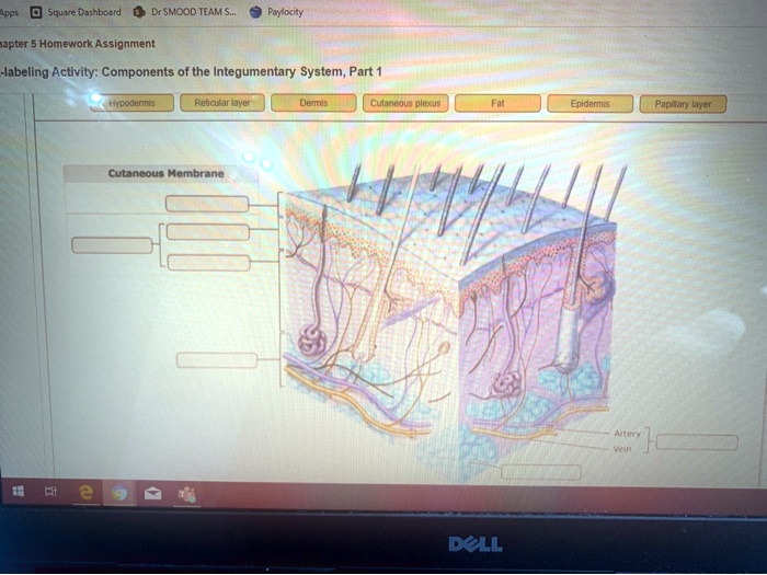 dos square dashboard sdrsmoodteams paylocity apter 5homework assignment ...