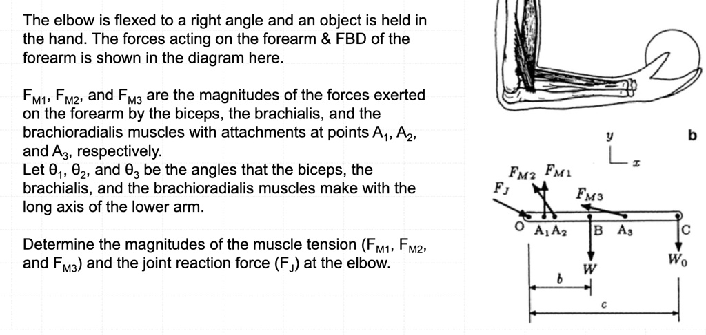 The elbow is flexed to a right angle and an object is held in the hand ...
