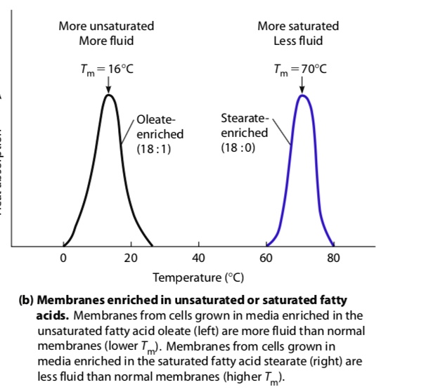 SOLVED: A. This membrane is made up of phospholipids with 16:0 and 18:3 ...