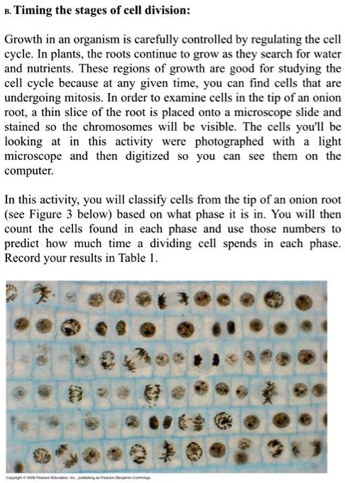 SOLVED: Timing the stages of cell division: Growth in an organism is carefully controlled by ...