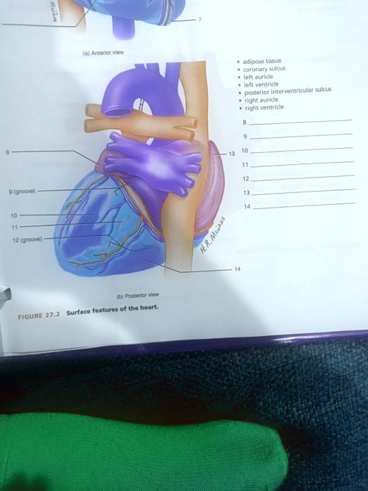 8 9 (groove) 10 11 12 (groove) (a) Anterior view (b) Posterior view ...