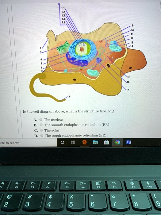 SOLVED: In the cell diagram above, what is the structure labeled 5? The ...