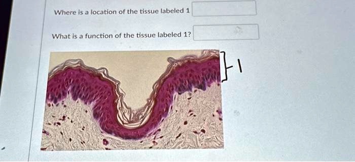 SOLVED: 13. Where is a location of the tissue labeled 1 What is a ...