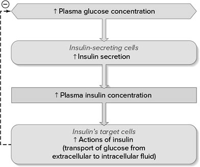 ? Plasma glucose concentration Insulin-secreting cells ? Insulin ...