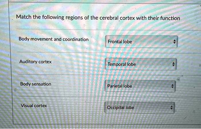 [GET ANSWER] Match the following regions of the cerebral cortex with ...