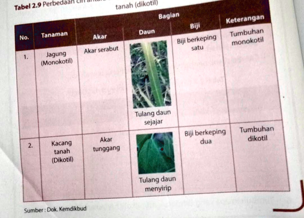 SOLVED: Carilah 10 jenis tumbuhan dikotil dan monokotil kemudian ...