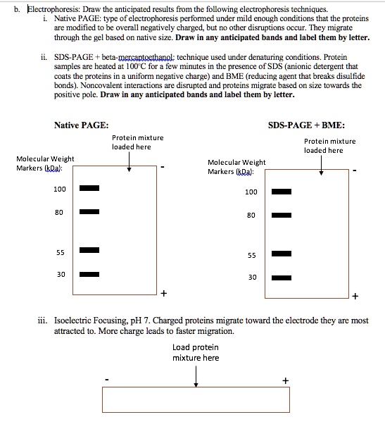 SOLVED: Electrophoresis: Draw the anticipated results from the ...