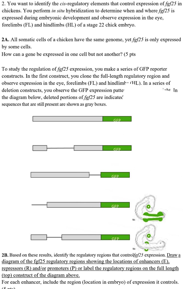 SOLVED: You want t0 identify the cis-regulatory elements that control ...