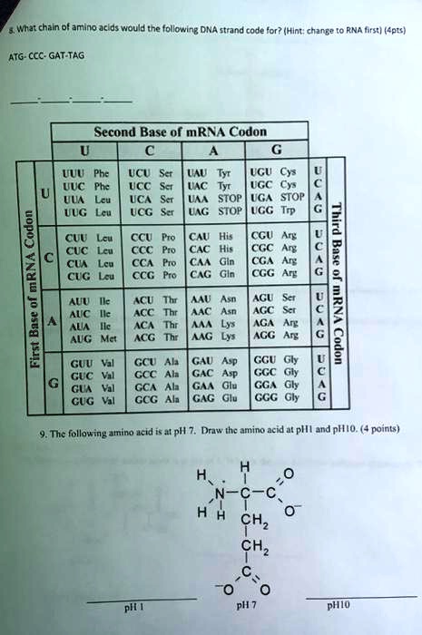 SOLVED: Wnai chaln of amino acids would the following DNA strand code ...