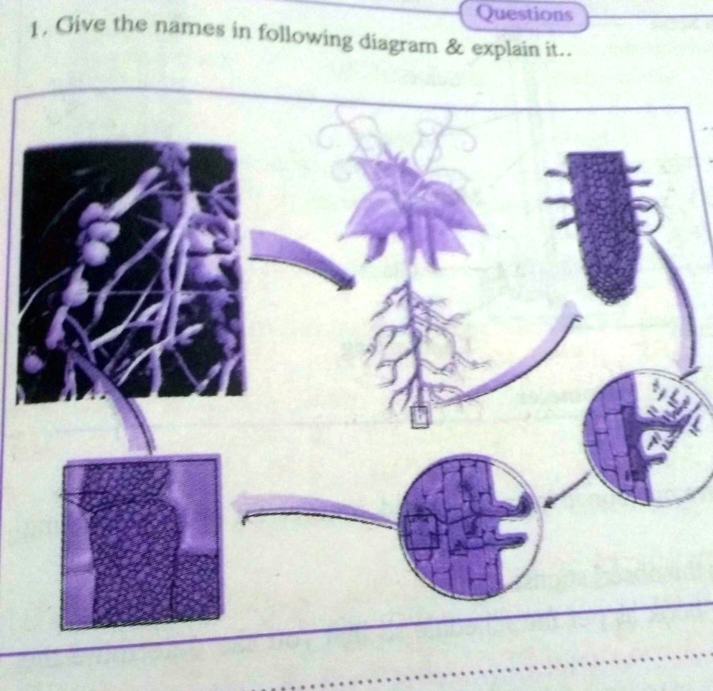 SOLVED: 'write names and explain' SOLVED: 'write names and explain'