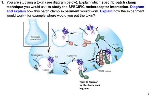 1. You are studying a toxin (see diagram below). Explain which specific ...