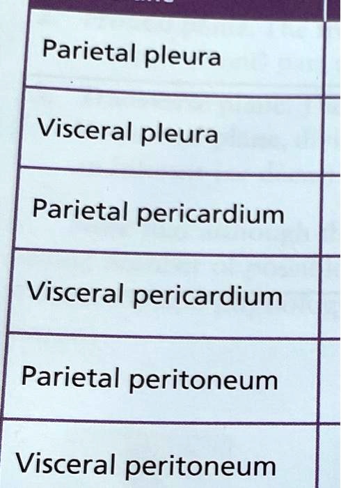 Parietal pleura visceral pleura parietal pericardium...