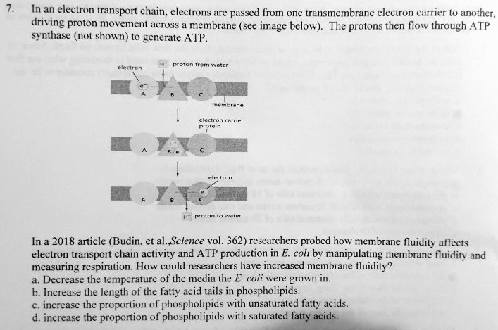 in an electron transport chain electrons are passed from one ...