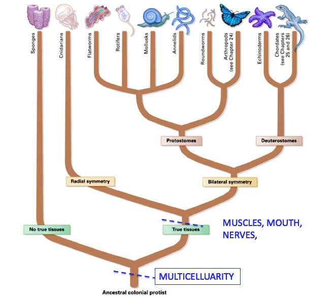 No true tissues Radial symmetry Ancestral colonial protist Sponges True ...